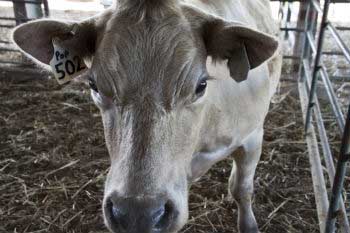 Did you know that you may be eating genetically modified food without ...