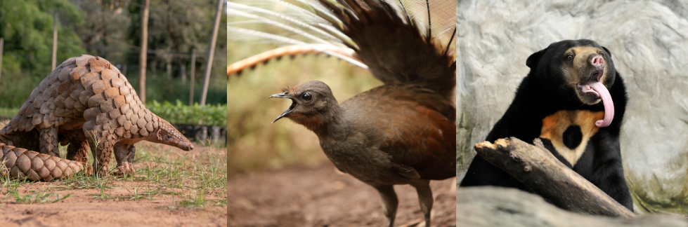 Top 10 unusual animals